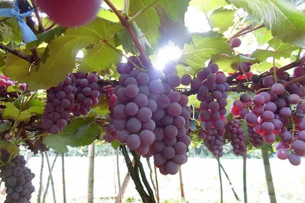 É tempo de uva Niágara: propriedades nutricionais e cultivo - nutrição ...