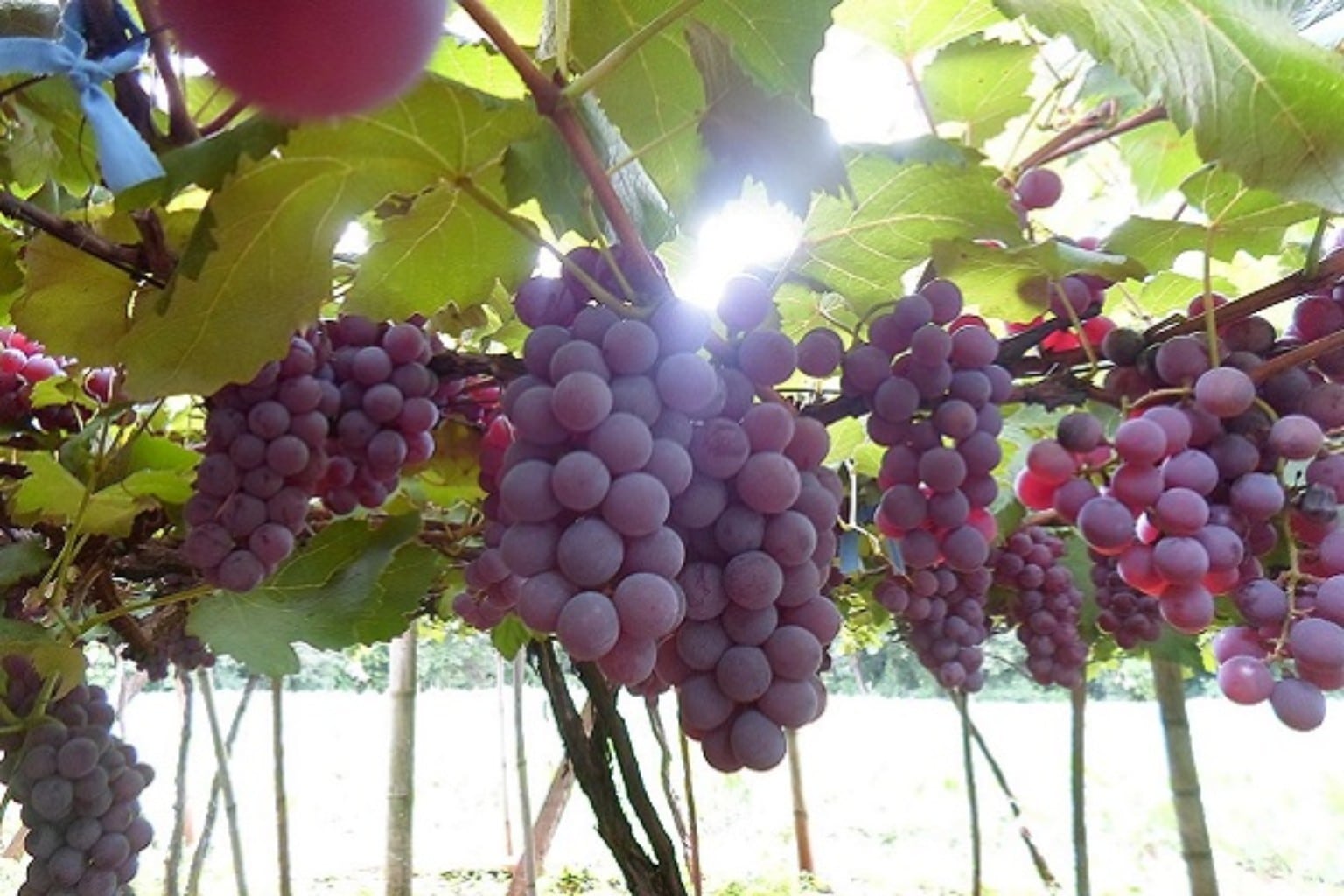 É tempo de uva Niágara: propriedades nutricionais e cultivo - nutrição ...