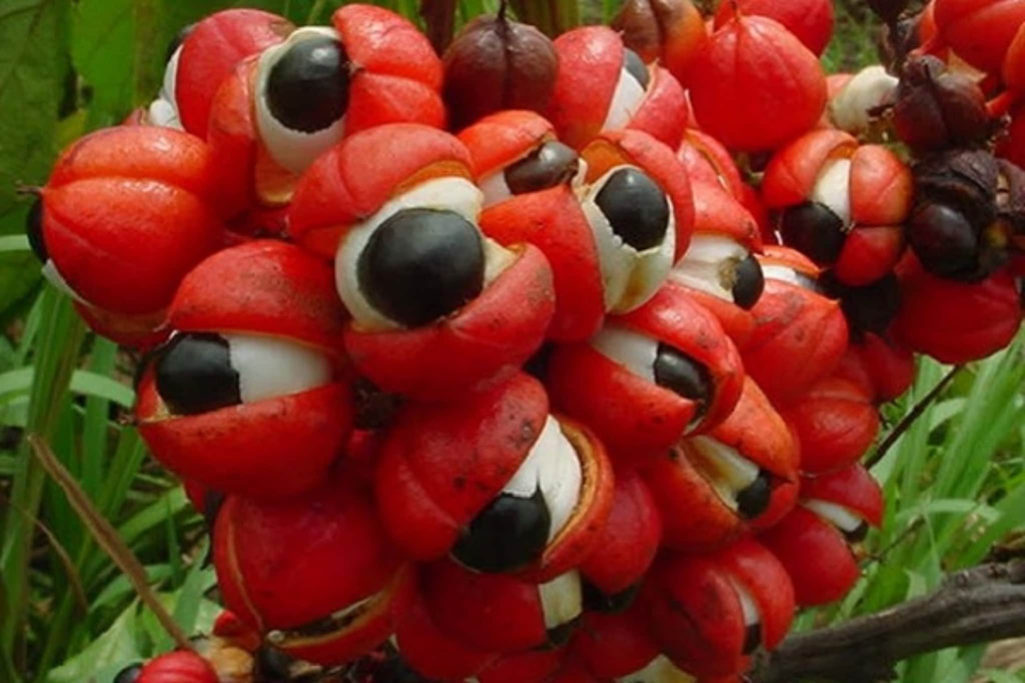 Fruto do guaraná tem potencial para ajudar no controle do diabetes tipo ...