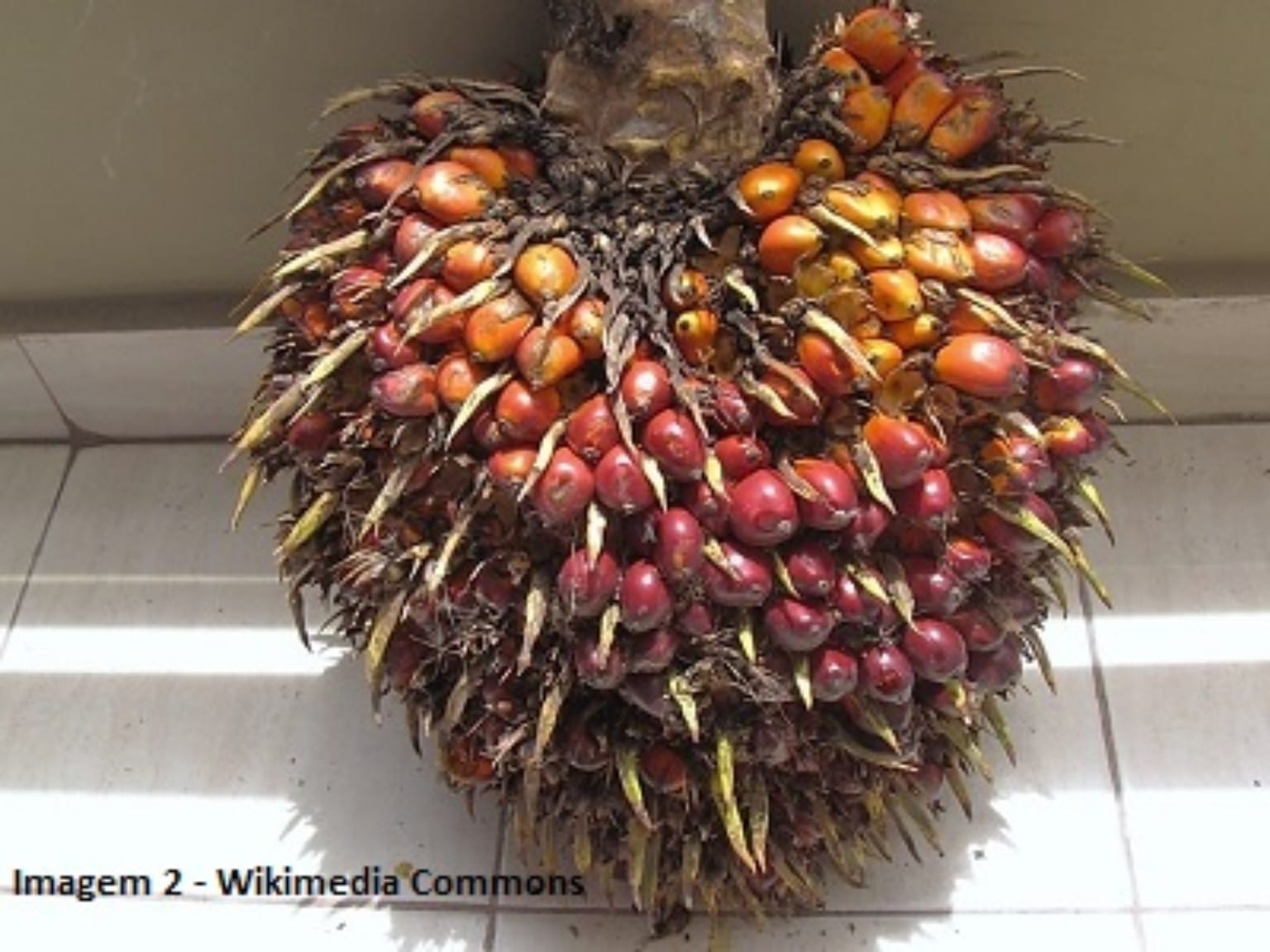Azeite de dendê: cor, aroma e sabor nos pratos da culinária afro ...