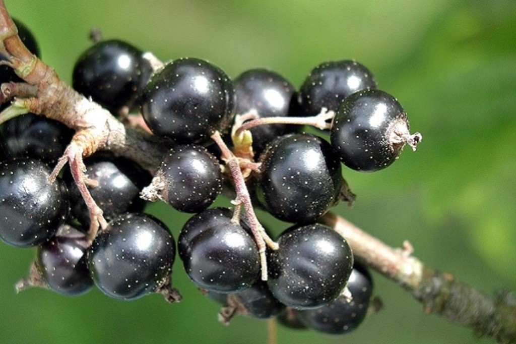Groselha negra pode atenuar metabolismo da glicemia pós-prandial ...