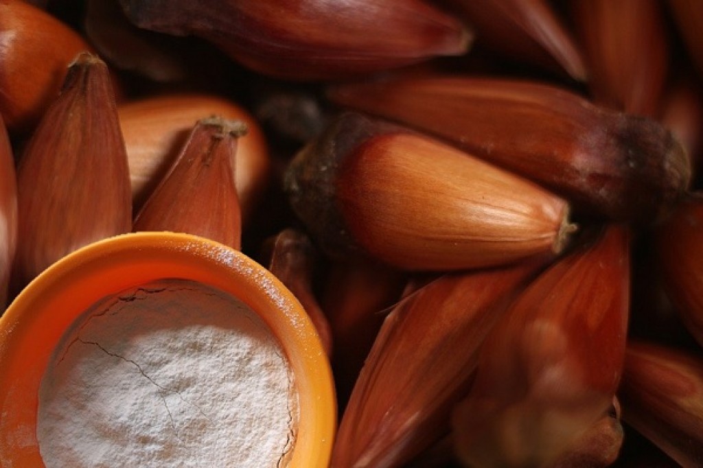 Pesquisadores desenvolveram farinha de pinhão cru isenta de glúten ...