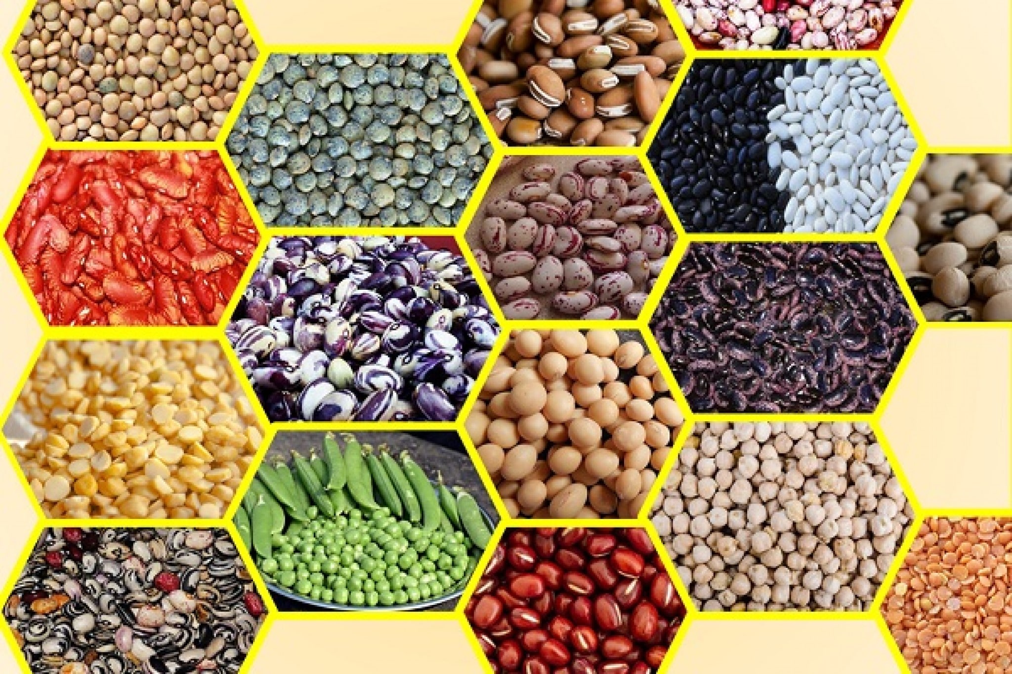 Mais de 20.000 espécies de leguminosas listadas por cientistas do mundo ...