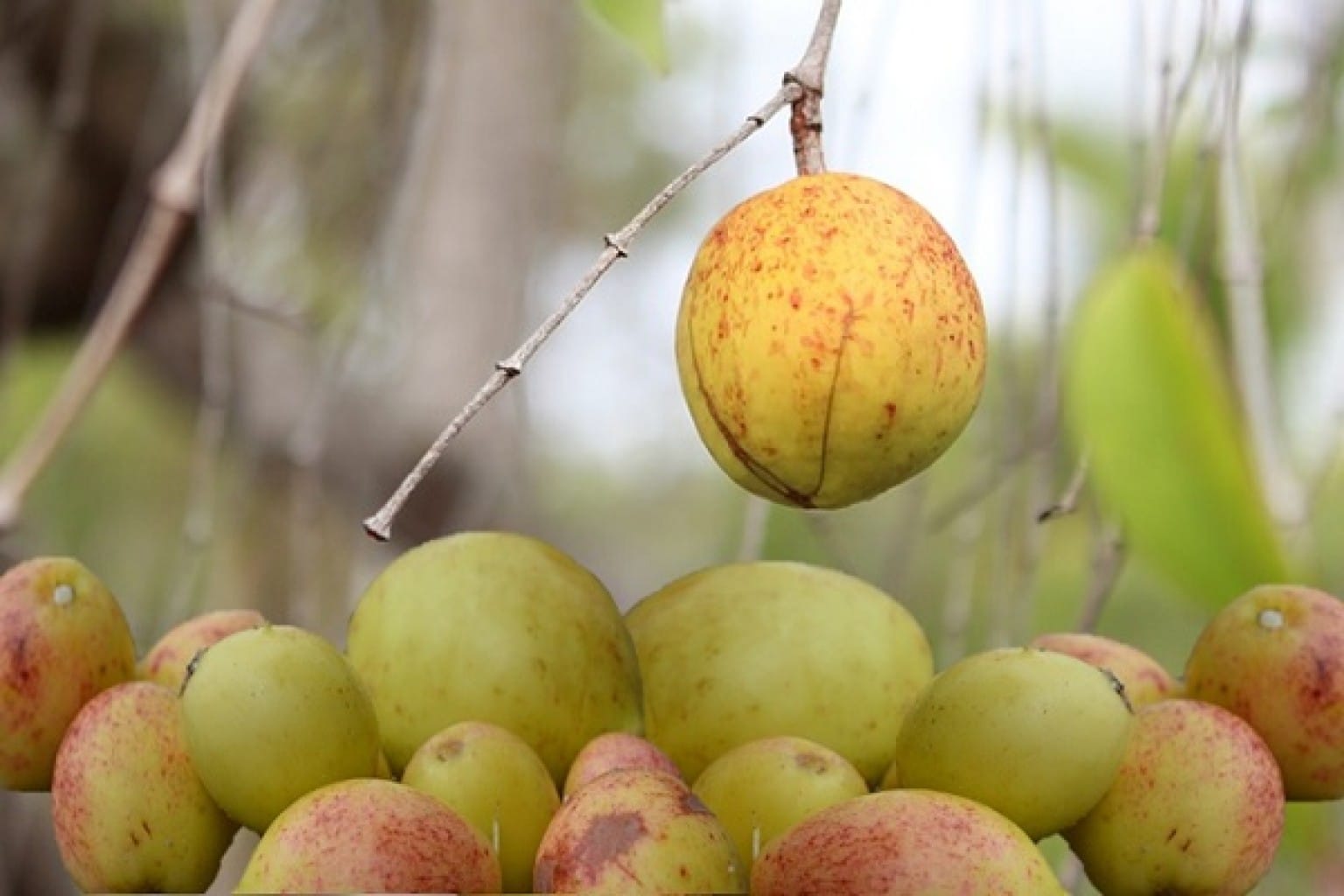 Pesquisadores da UFPB produzem vinho de mangaba que demonstrou boa ...